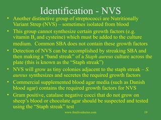 Mdl 237 Streptococci | PPT