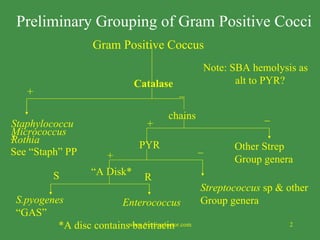Mdl 237 Streptococci | PPT