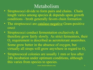 Mdl 237 Streptococci | PPT