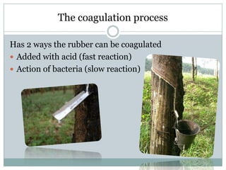 MD Merchem - Natural Rubber | PDF