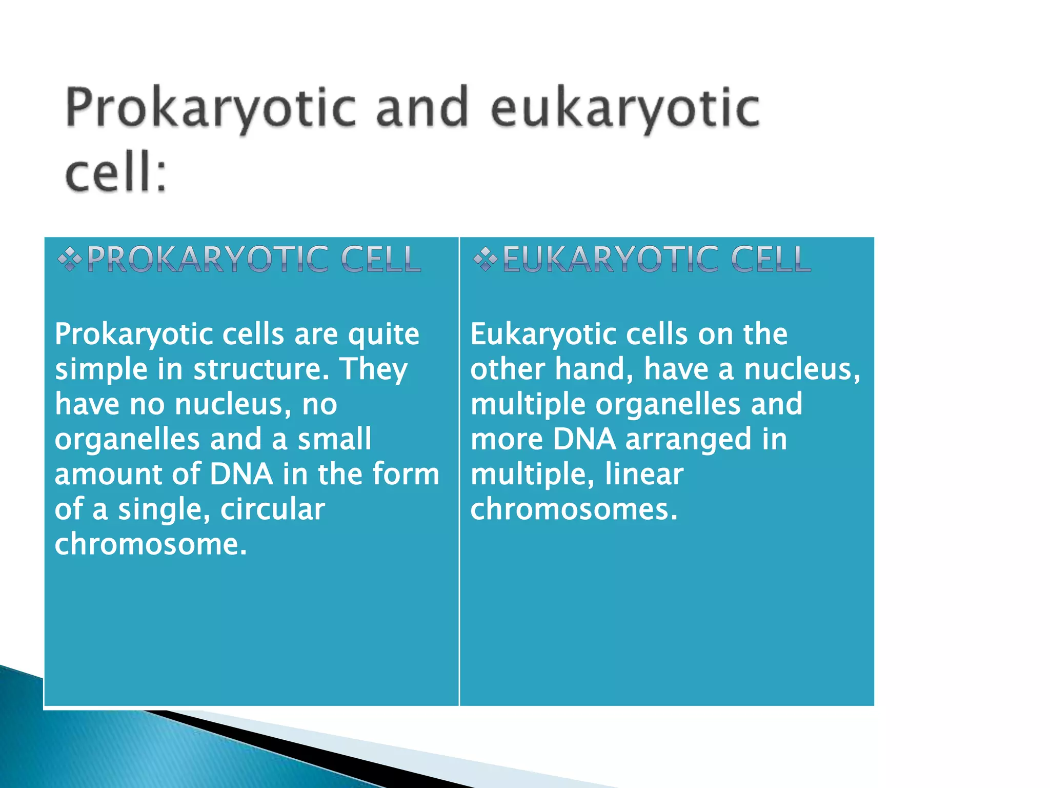 Replication In Eukaryotes and Prokaryotes | PPTX