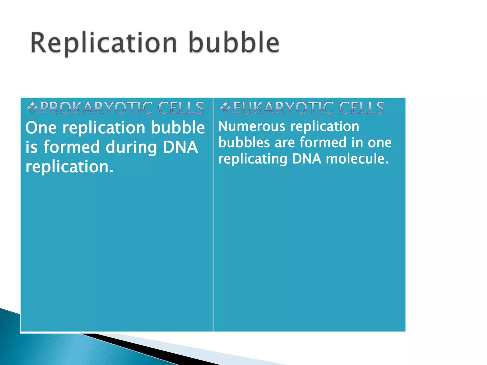 Replication In Eukaryotes and Prokaryotes | PPTX