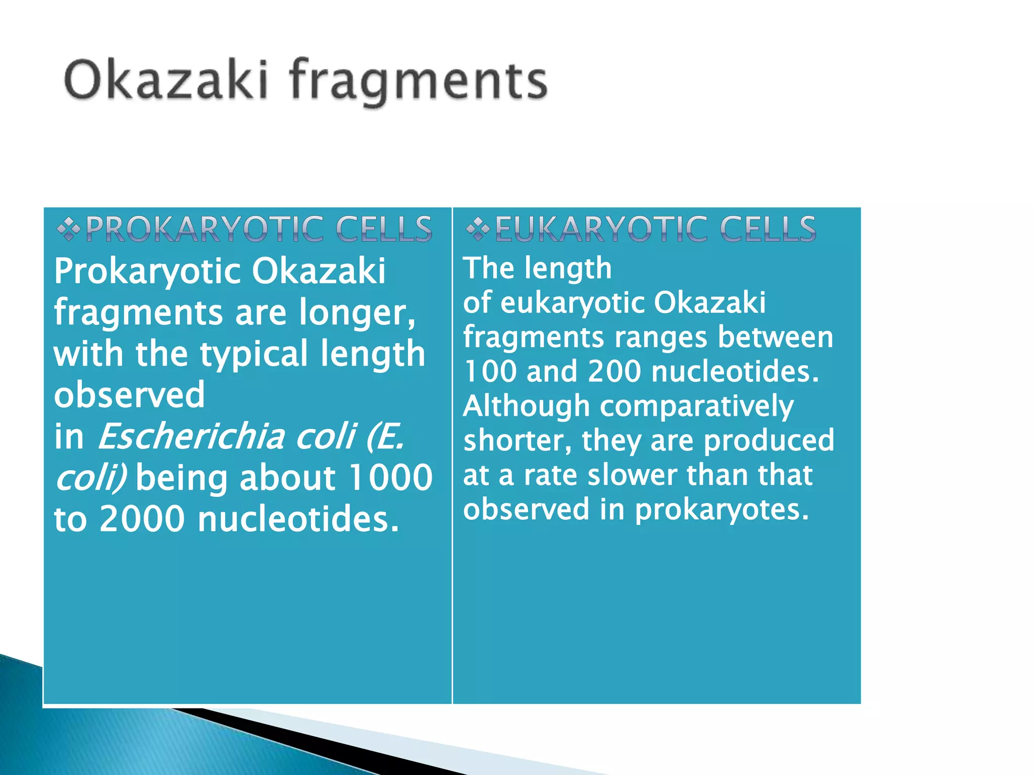 Replication In Eukaryotes and Prokaryotes | PPTX