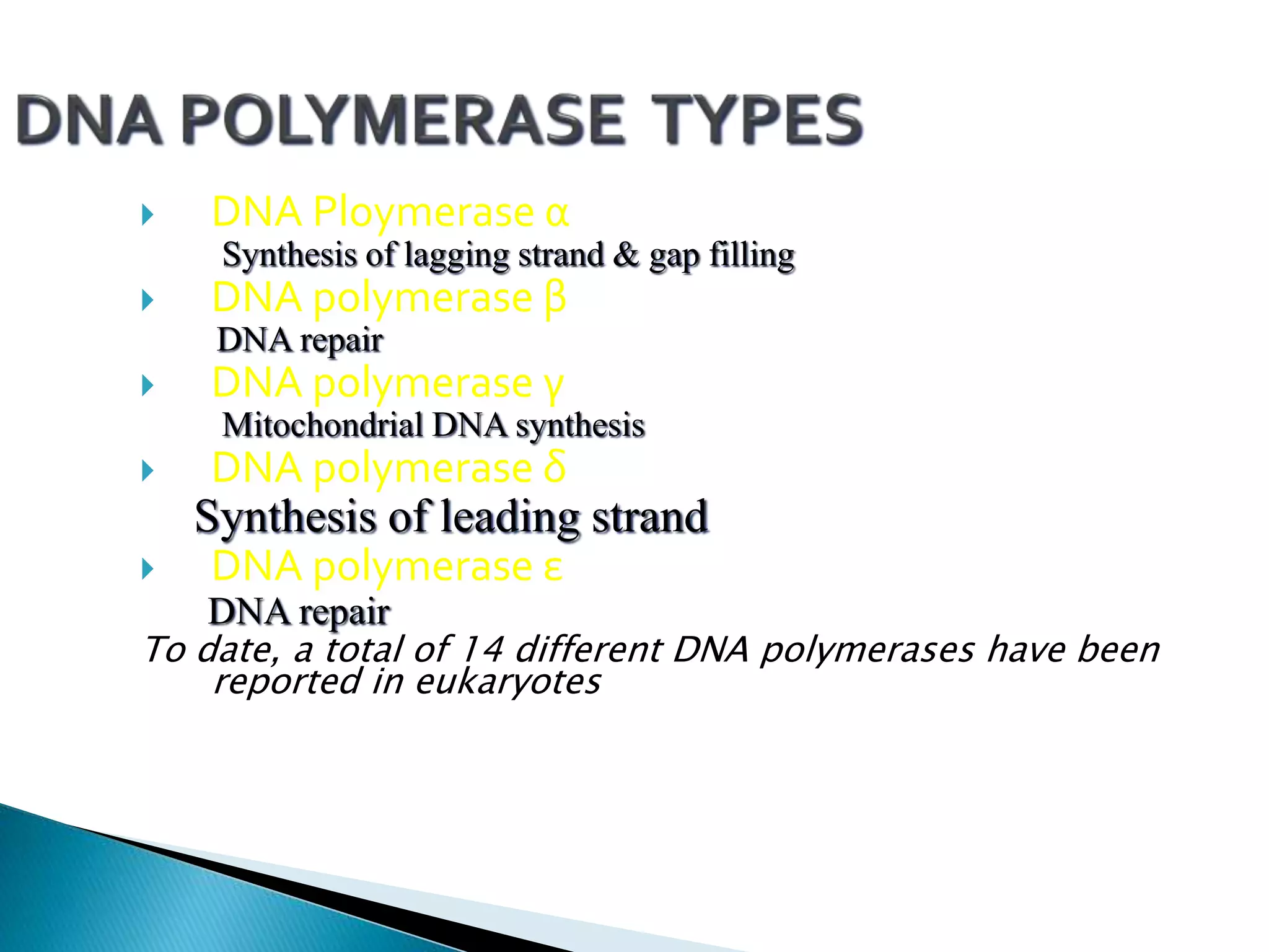 Replication In Eukaryotes and Prokaryotes | PPTX