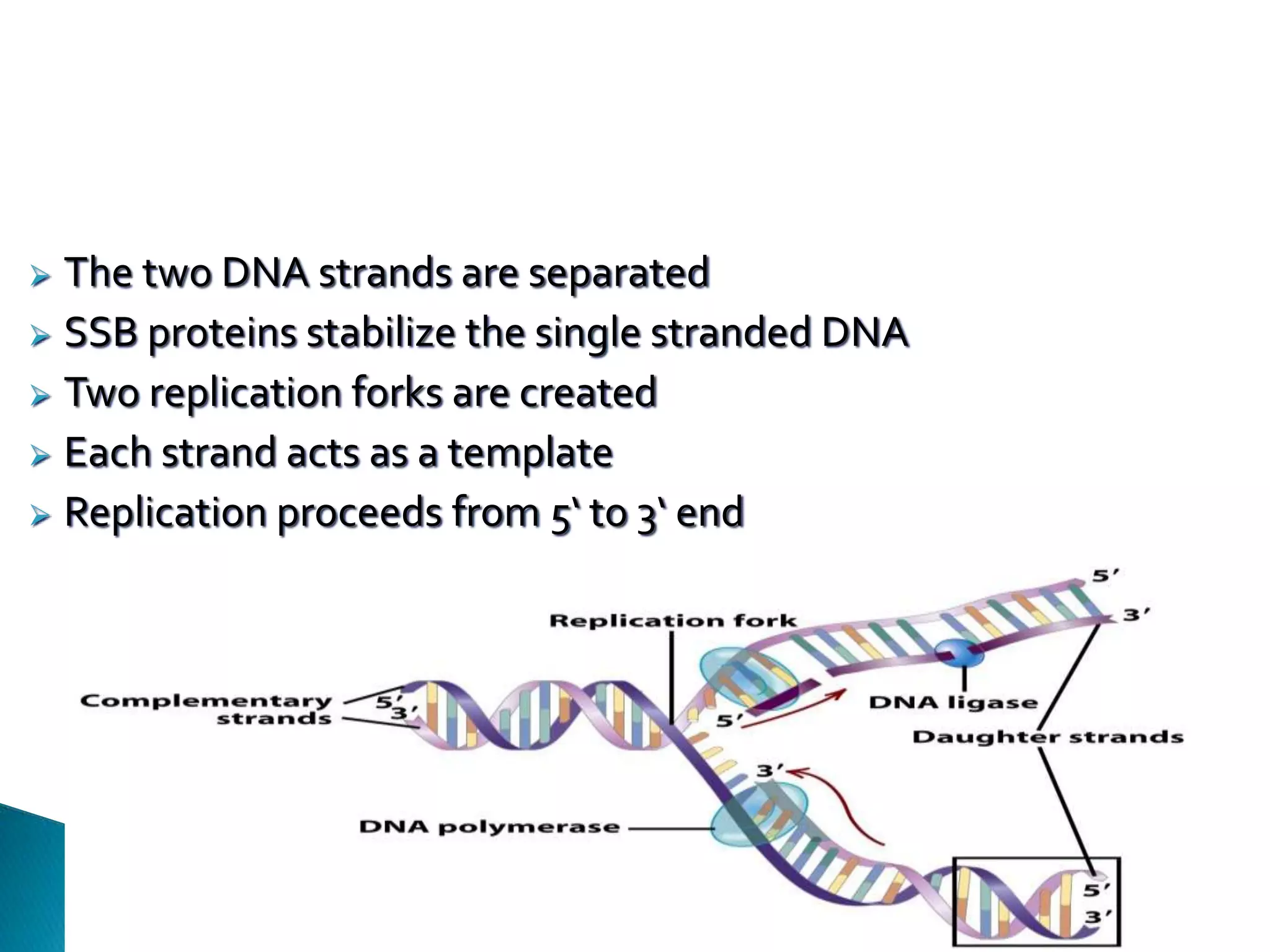 Replication In Eukaryotes and Prokaryotes | PPTX