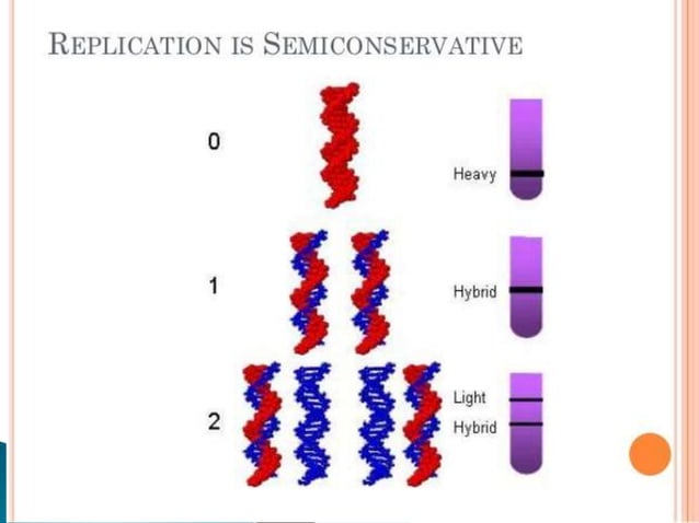 Replication In Eukaryotes and Prokaryotes | PPTX | Biological Sciences ...