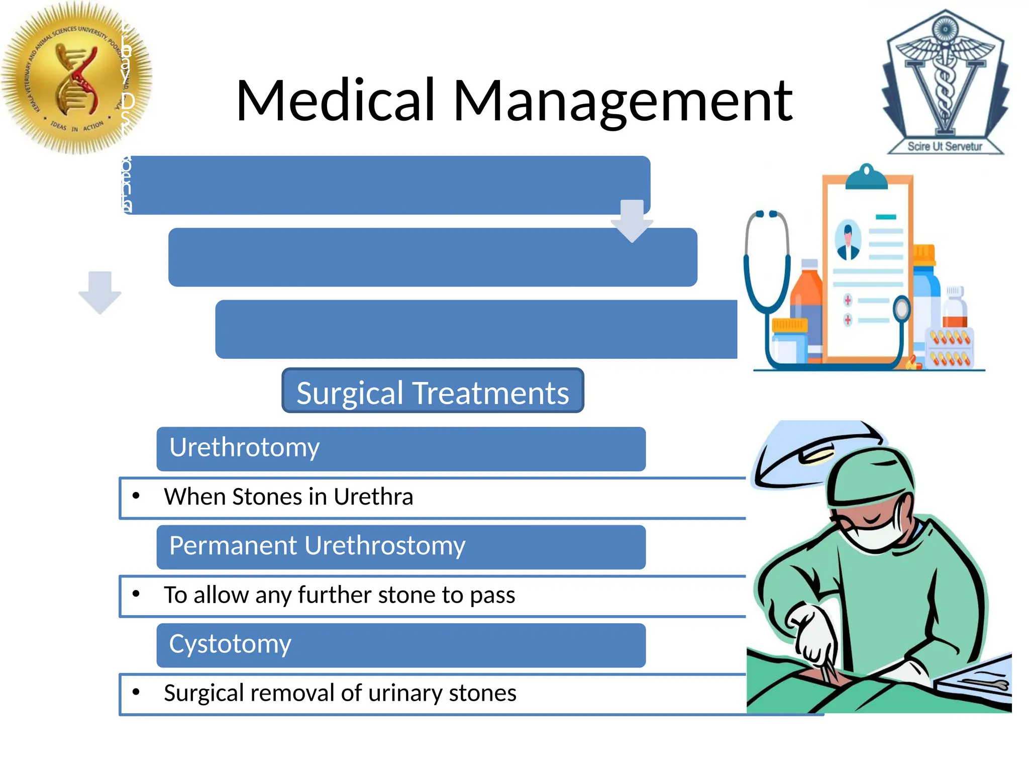 Surgical Management of Cystolith in a Dog | PPTX