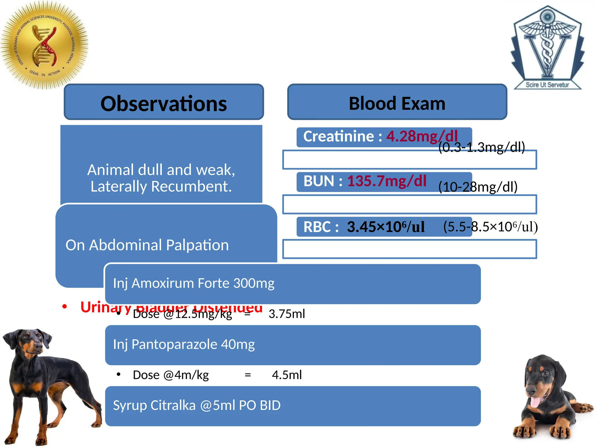 Surgical Management of Cystolith in a Dog | PPTX