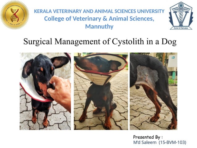 Surgical Management of Cystolith in a Dog | PPT