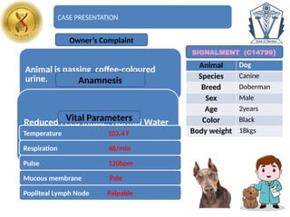 Surgical Management of Cystolith in a Dog | PPTX