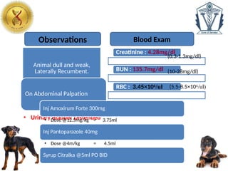 Surgical Management of Cystolith in a Dog | PPTX