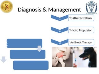 Surgical Management of Cystolith in a Dog | PPTX