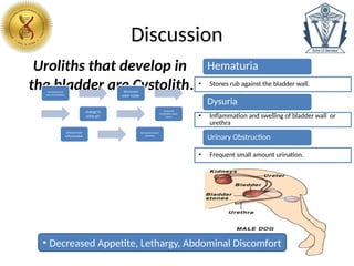 Surgical Management of Cystolith in a Dog | PPTX