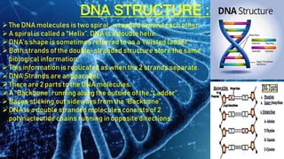 DNA STRUCTURE AND ITS FUNCTIONS BY MD SAQLAIN UMAR.pptx
