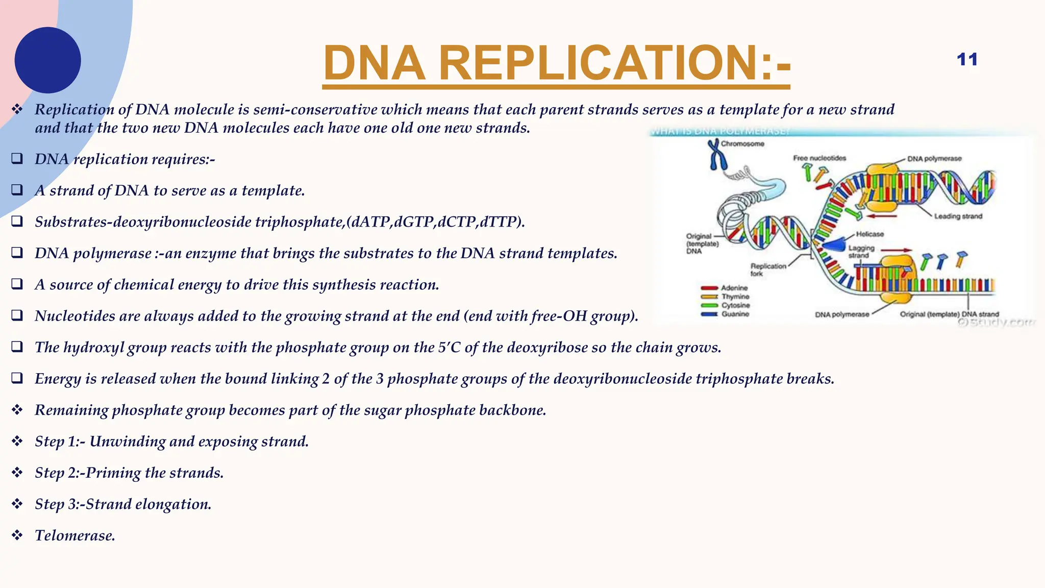 DNA structure and it's function by md saqlain umar.pptx