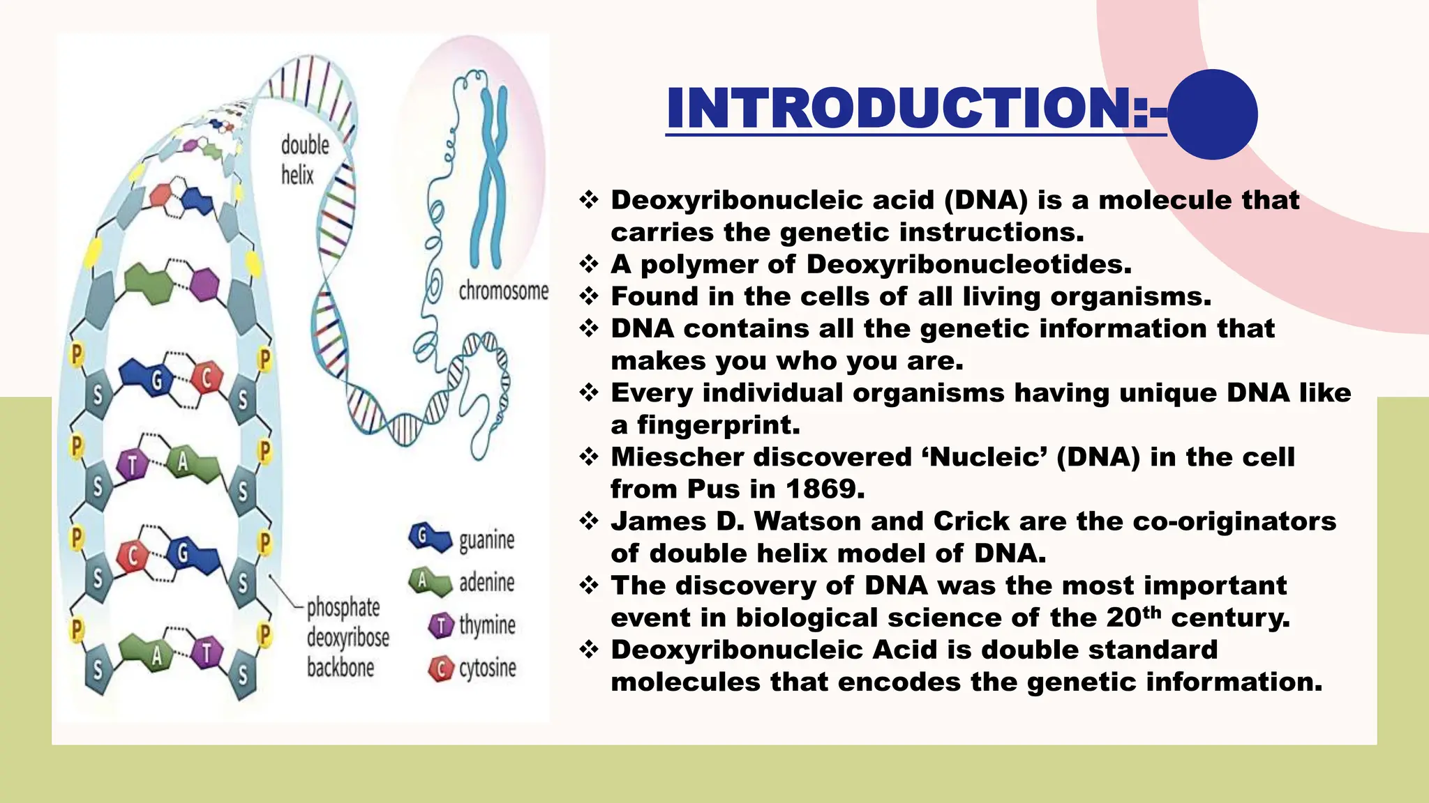 DNA structure and it's function by md saqlain umar.pptx