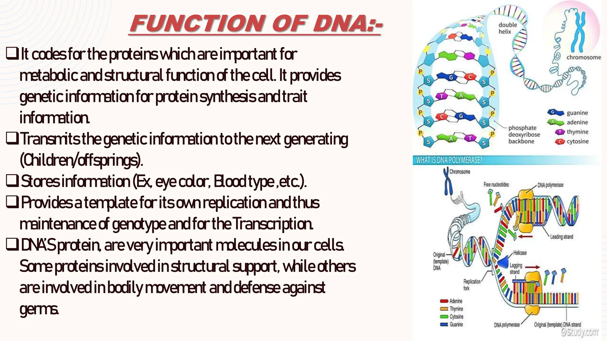 DNA structure and it's function by md saqlain umar.pptx