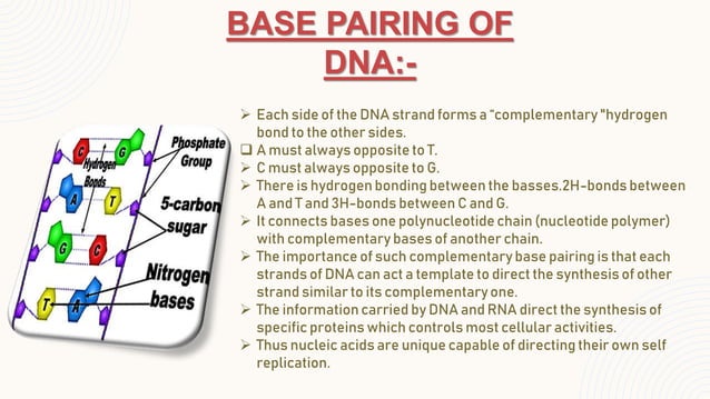 DNA structure and it's function by md saqlain umar.pptx