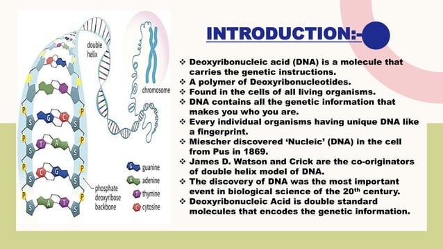 DNA structure and it's function by md saqlain umar.pptx