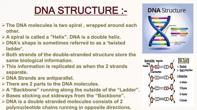 DNA structure and it's function by md saqlain umar.pptx