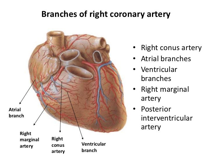 Mdsc 1102 pbl problem 4