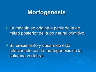 Médula espinal | PPT