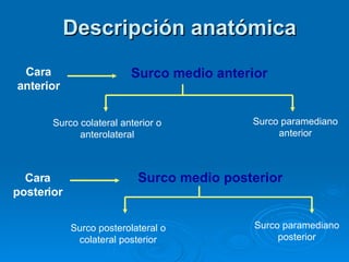 Médula espinal | PPT
