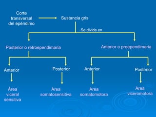 Médula espinal | PPT