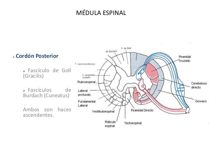 Médula espinal