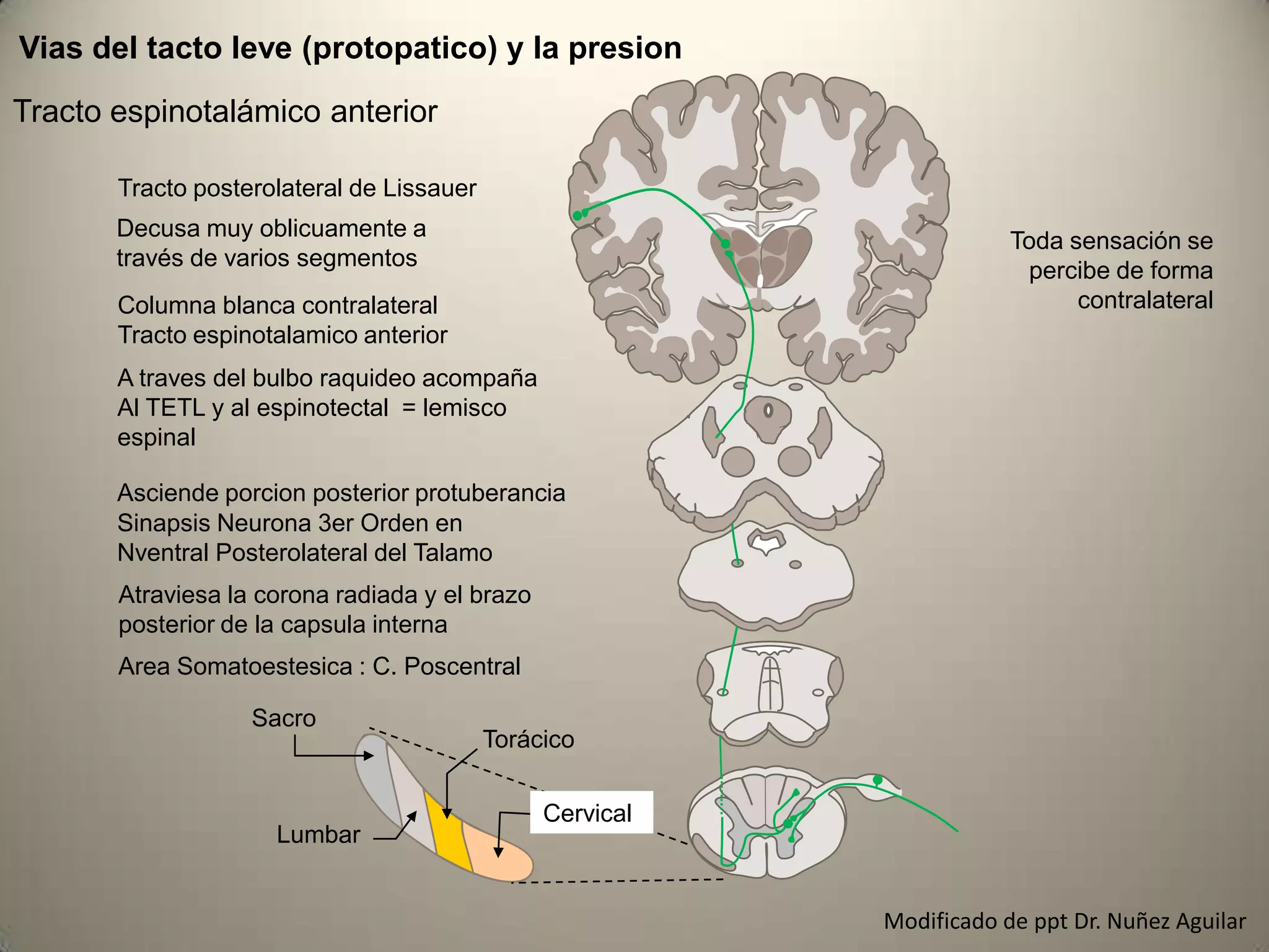 Médula espinal -Vías ascendentes y descendentes- | PPTX