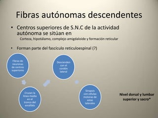 Médula espinal -Vías ascendentes y descendentes- | PPTX