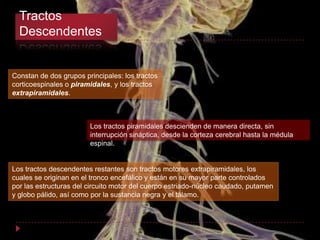 Médula espinal | PPTX