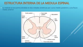 Médula espinal | PPTX