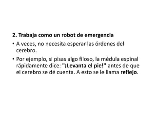 MÉDULA ESPINAL.pdfsuputamadrelamedulaalv | PDF