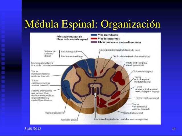 Médula espinal cordón posterior