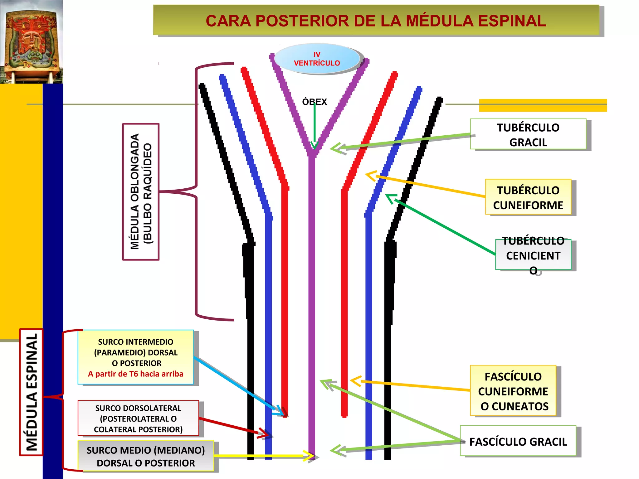 MÉDULA ESPINAL CONFIGURACIÓN EXTERNA E INTERNA | PPT