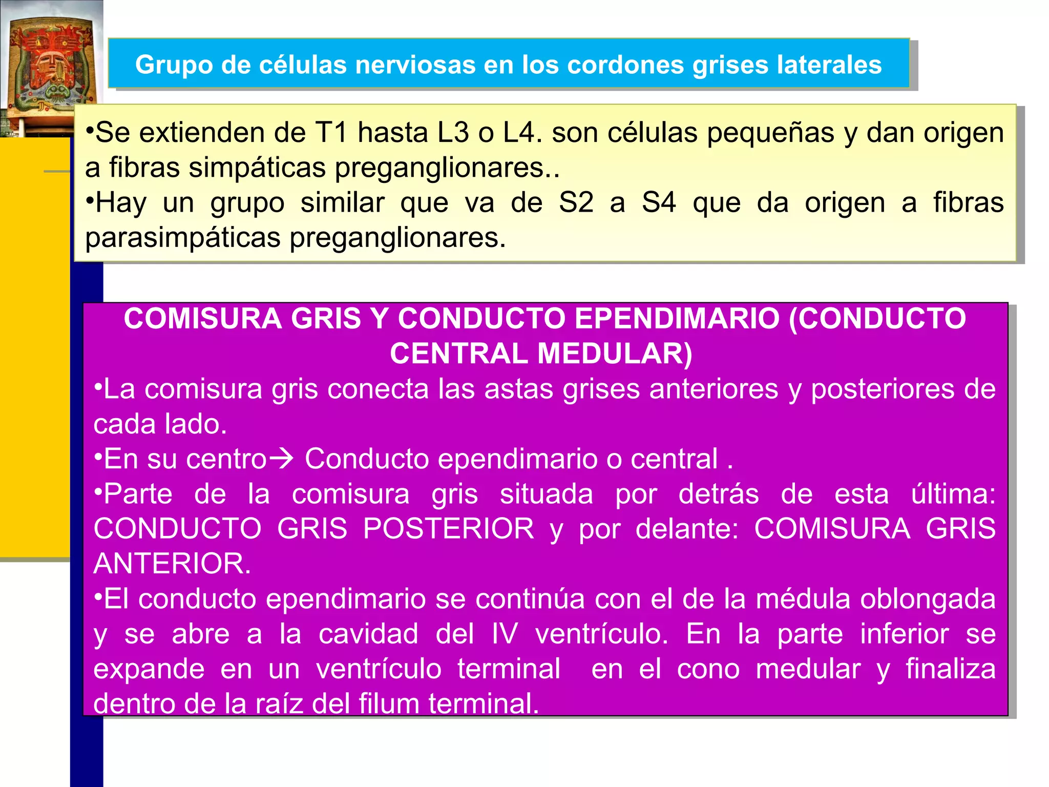 MÉDULA ESPINAL CONFIGURACIÓN EXTERNA E INTERNA | PPT