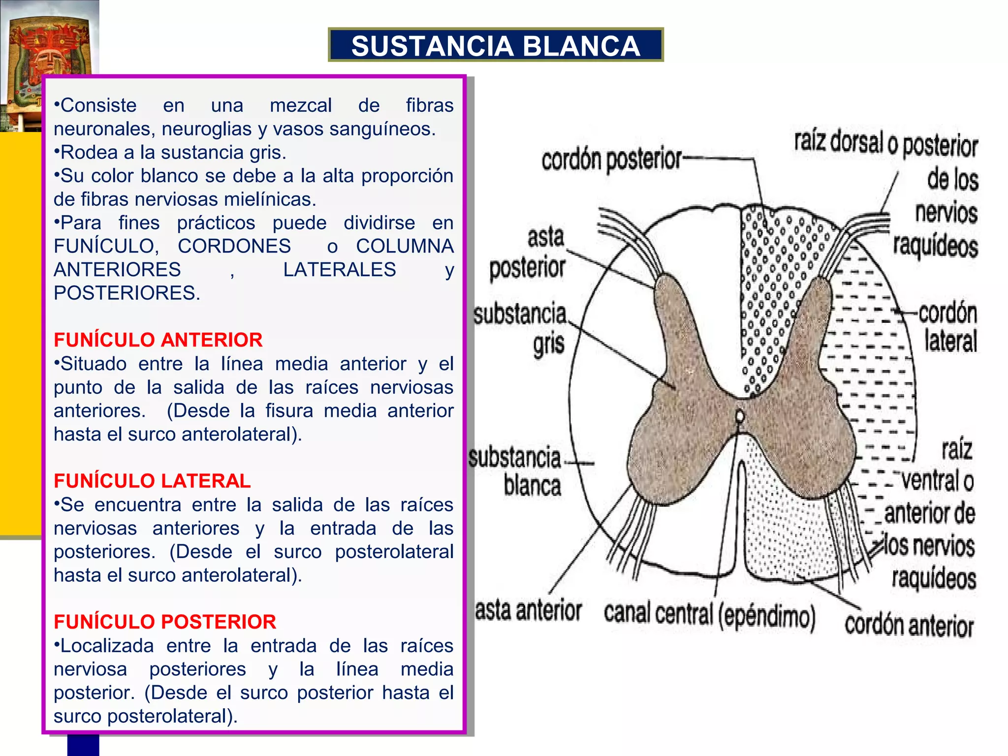 MÉDULA ESPINAL CONFIGURACIÓN EXTERNA E INTERNA | PPT