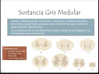 Médula espinal práctica | PDF