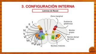 médula espinal_UPEU-campus juliaca,rekiuwbd13 (2).pdf