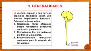 médula espinal_UPEU-campus juliaca,rekiuwbd13 (2).pdf