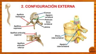 médula espinal_UPEU-campus juliaca,rekiuwbd13 (2).pdf