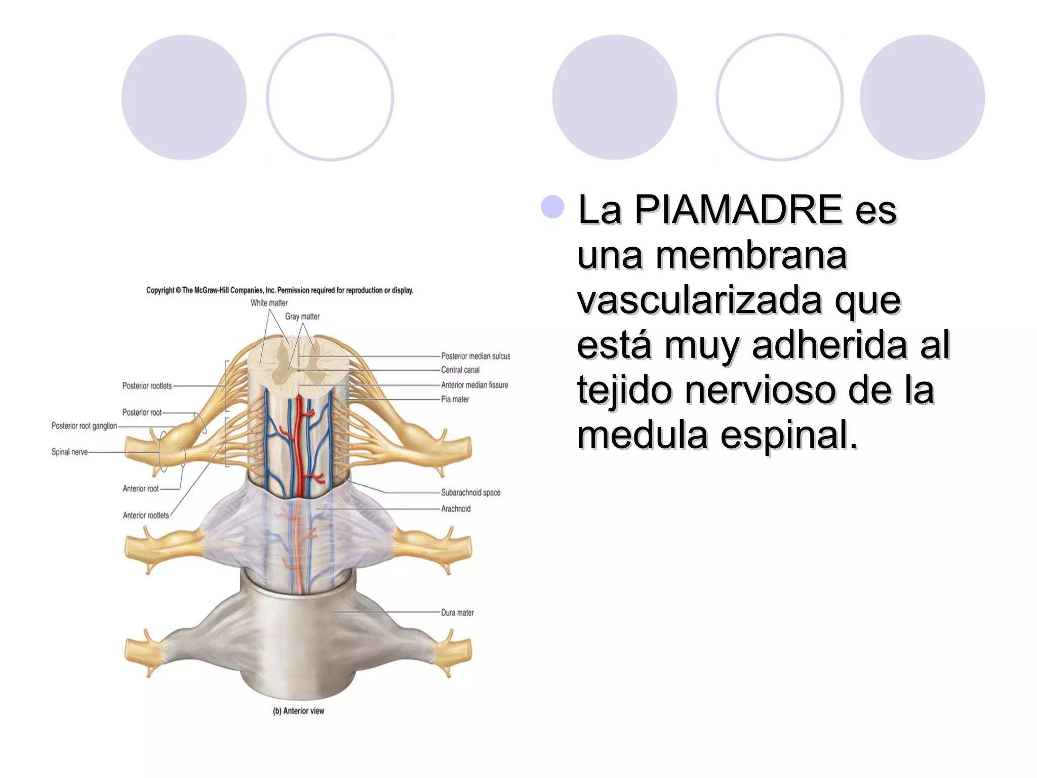Médula espinal y meninges medulares | PPT | Brain and Nervous System ...