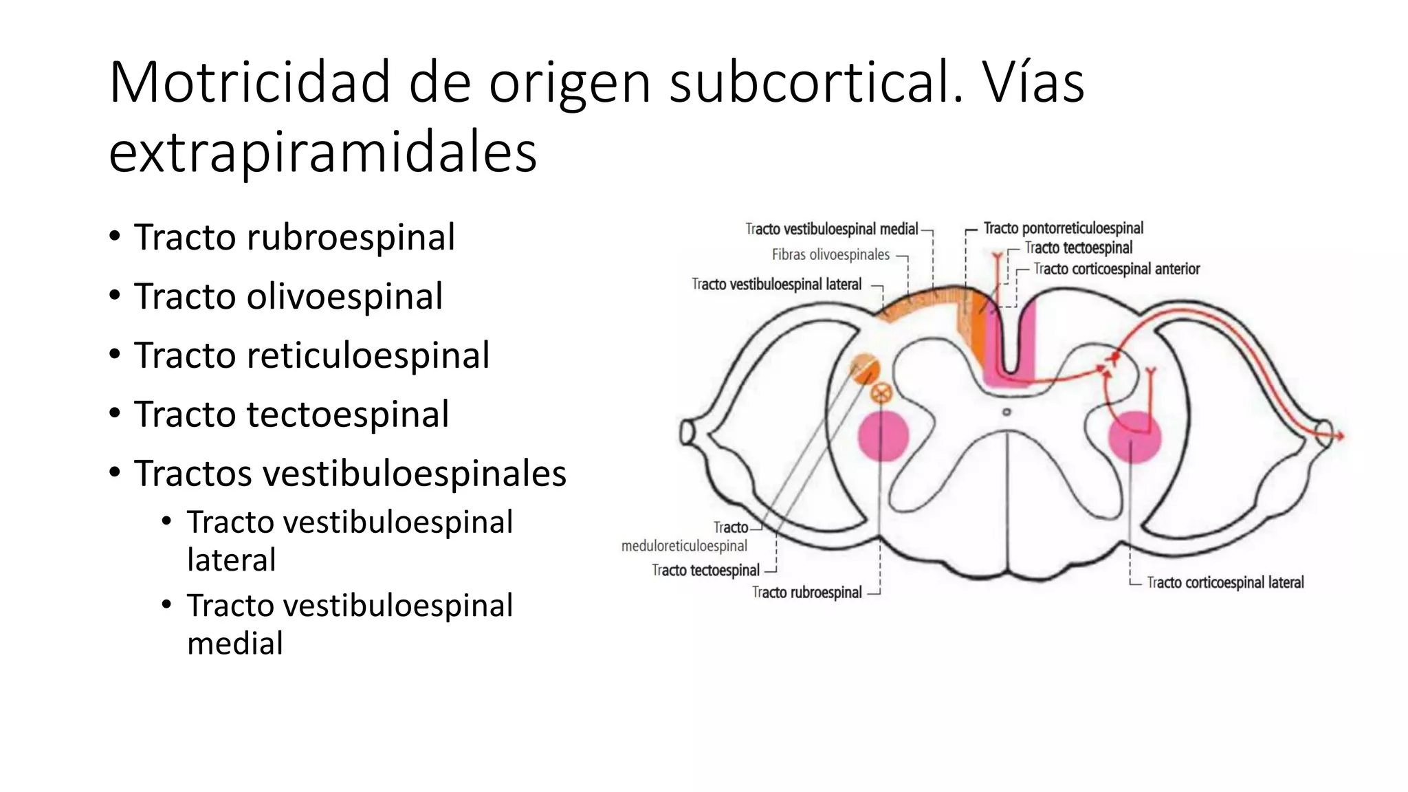 Médula espinal como vías de tránsito | PDF