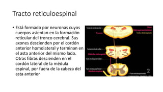 Médula espinal como vías de tránsito | PDF