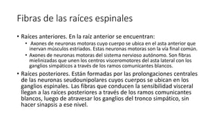 Médula espinal como vías de tránsito | PDF