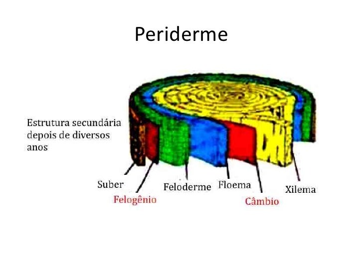 Módulo 22 – histologia vegetal