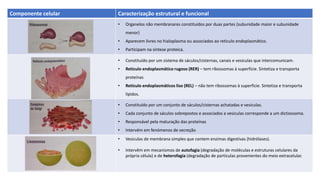 Módulo 2 Parte II - Biologia/Geologia.pptx