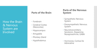 Understanding_the_Brain_Final_Project.pptx