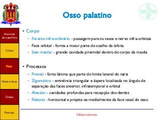 Músculos e ossos da cabeça | PDF